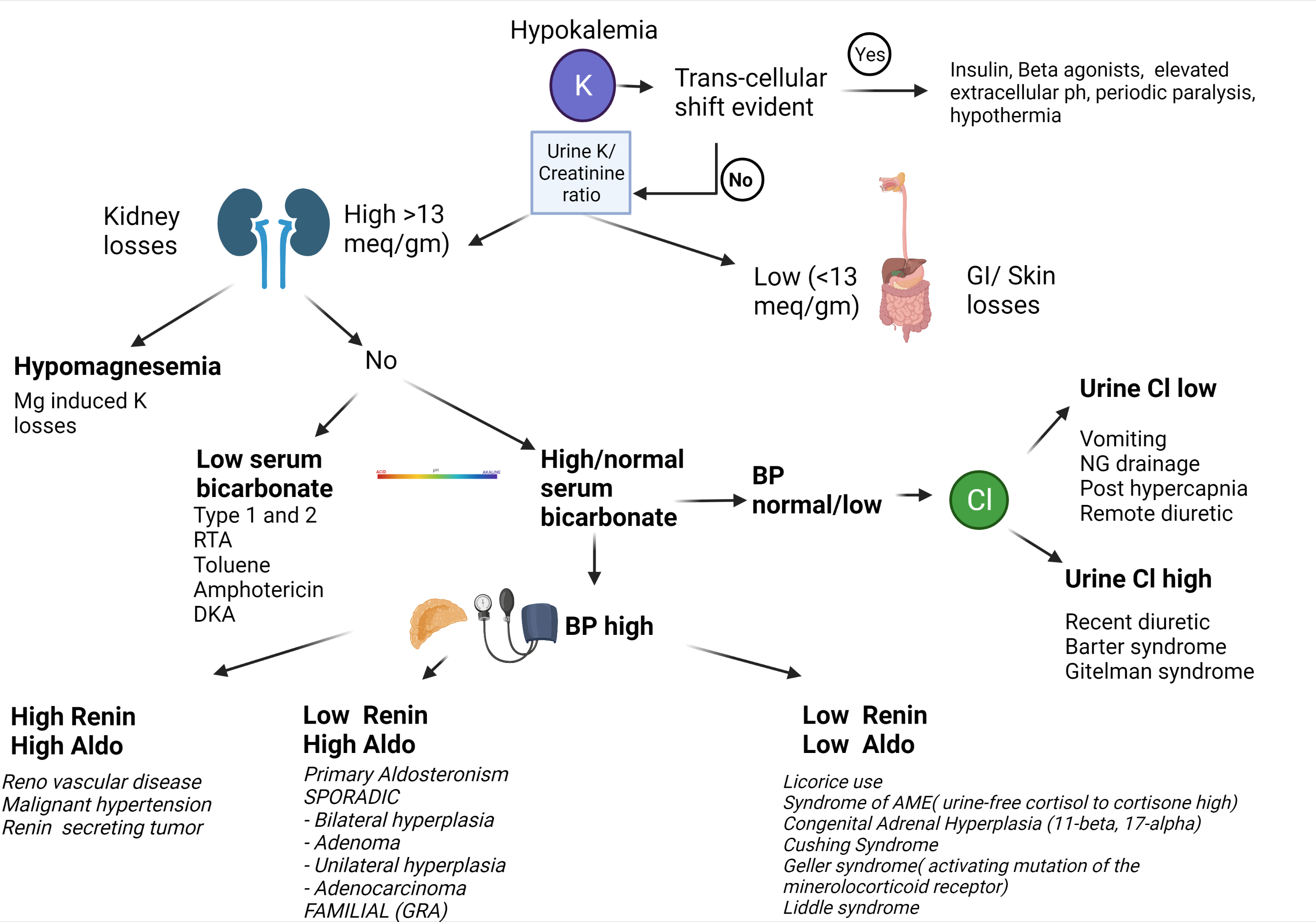 Nephron Power: Concept Map: Hypokalemia and HTN workup Nephron Power: Concept Map: Hypokalemia and HTN workup